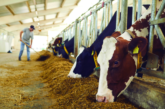 Bovine Leukemia Virus (BLV): Virus Transmission in Cattle - Grit